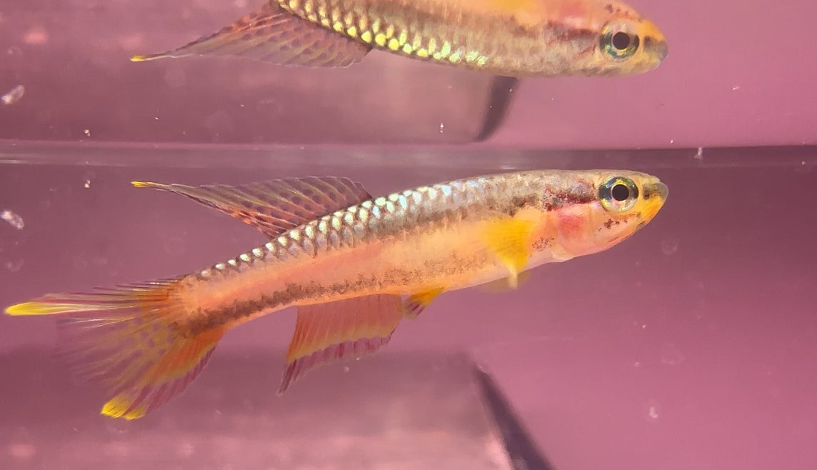 Aphyosemion volcanum Killifish – Rare Live Fish for Aquariums | Orange ...