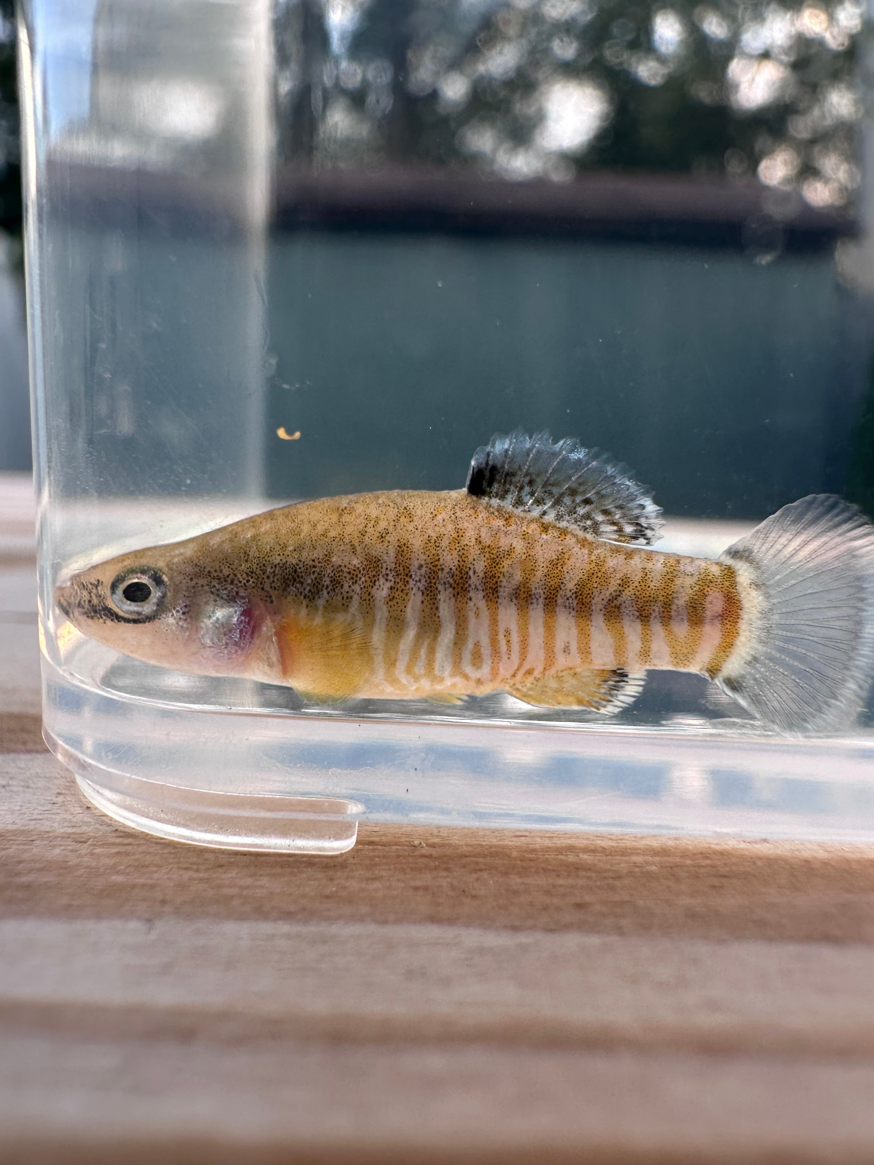Pair of aphanius farsicus maharlu critically endangered Pupfish ...